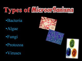 Microorganism ppt | PPTX