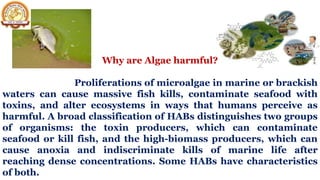 Harmful Aspects Of Algae Pptx
