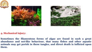 Harmful Aspects Of Algae Pptx
