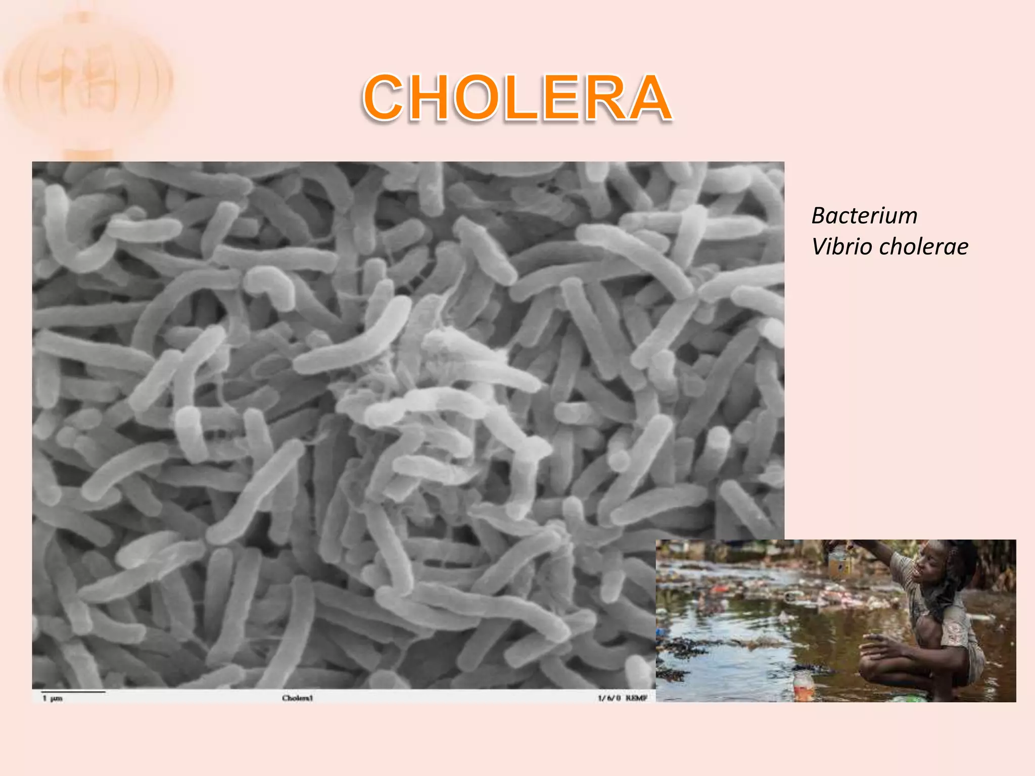 HARMFUL EFFECT OF MICROORGANISMS.pptx