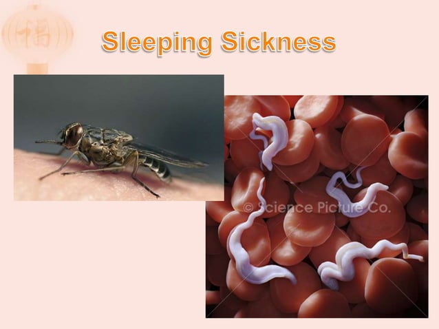 HARMFUL EFFECT OF MICROORGANISMS.pptx
