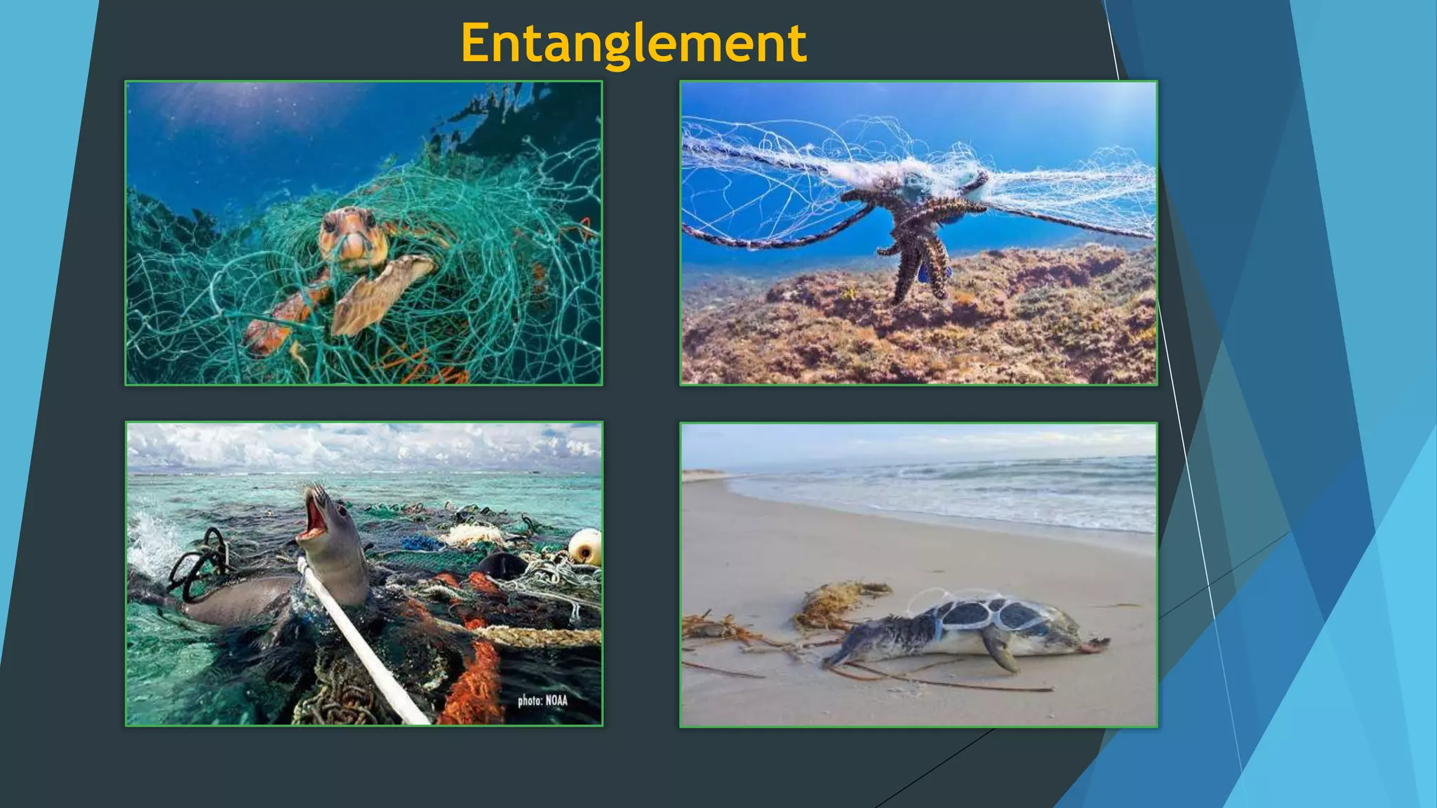 Harmful effects of plastics in our marine environment | PPTX