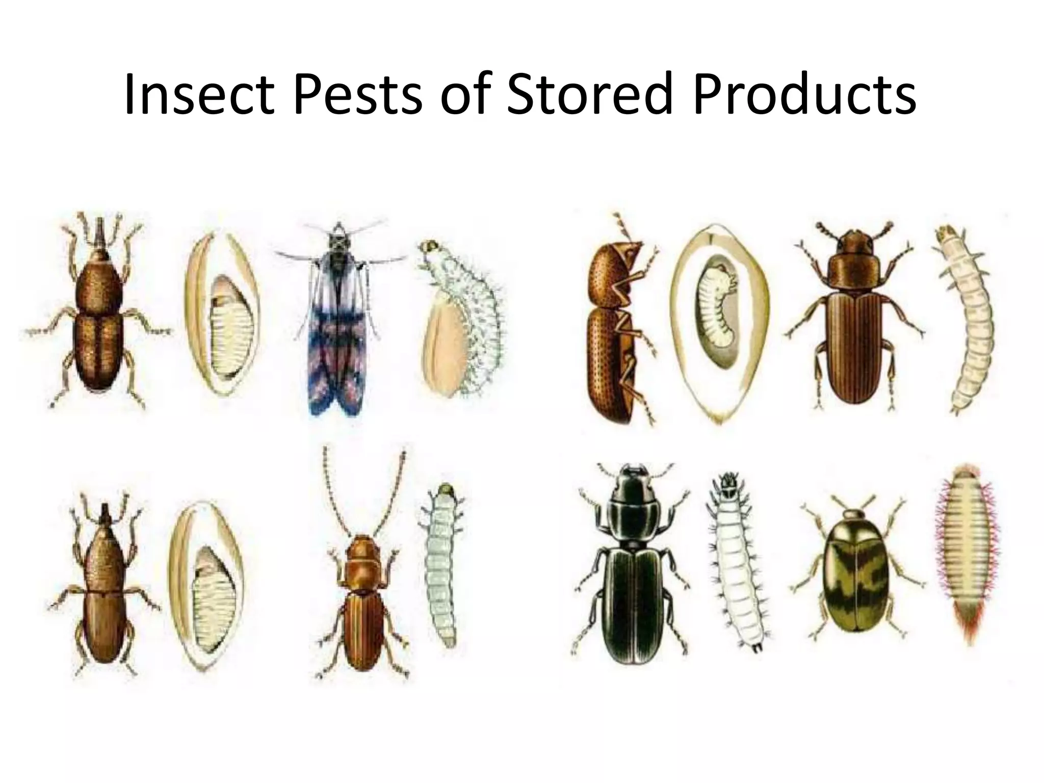 Harmful insects | PPTX