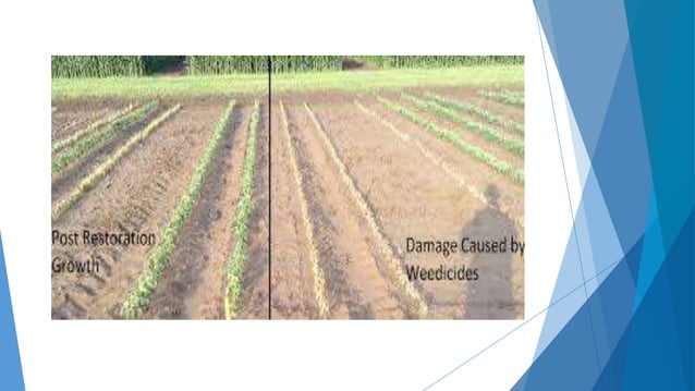 Harmful effects of weedicide | PPTX | Agriculture | Industries