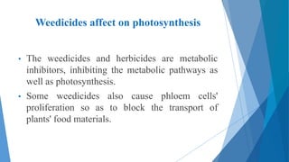 Harmful effects of weedicide | PPTX