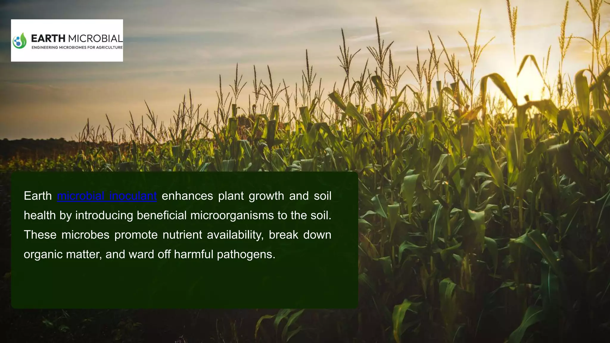 Harnessing Nature's Power Microbial Agriculture for Sustainable Farming ...