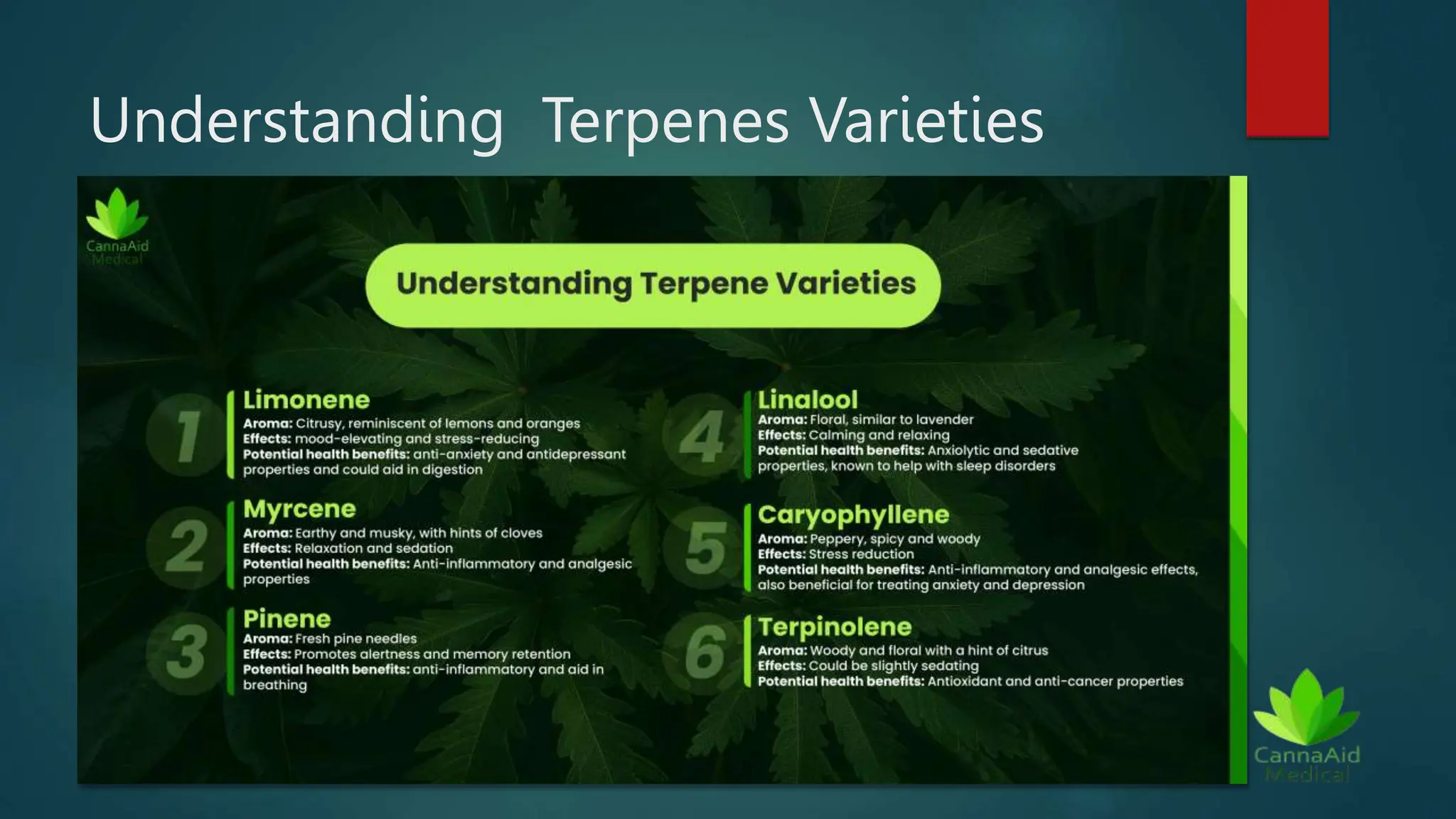 Harnessing The Magic of Cannabis Terpenes | PPTX