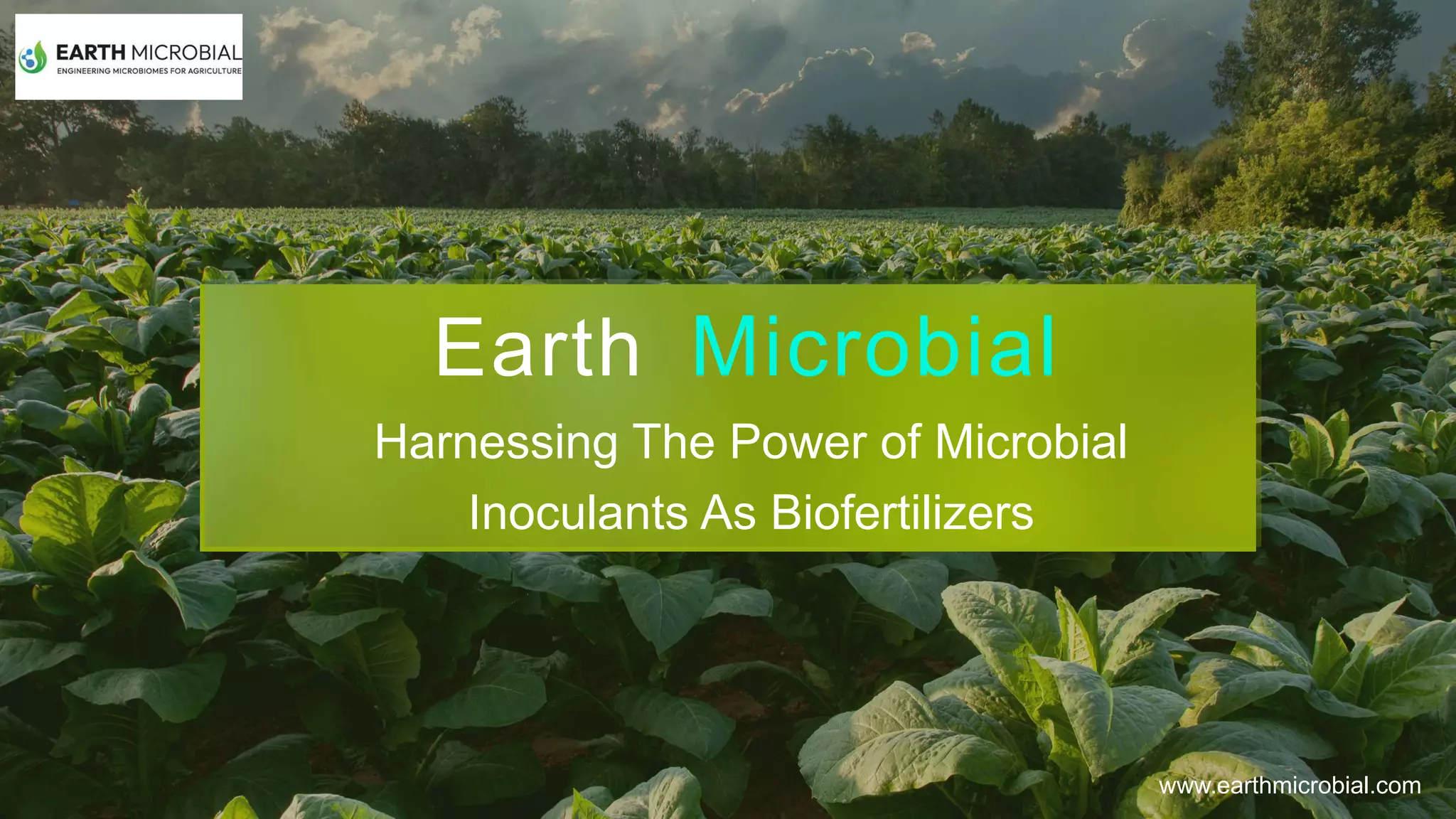 Harnessing the Power of Microbial Inoculants as Biofertilizers.pptx
