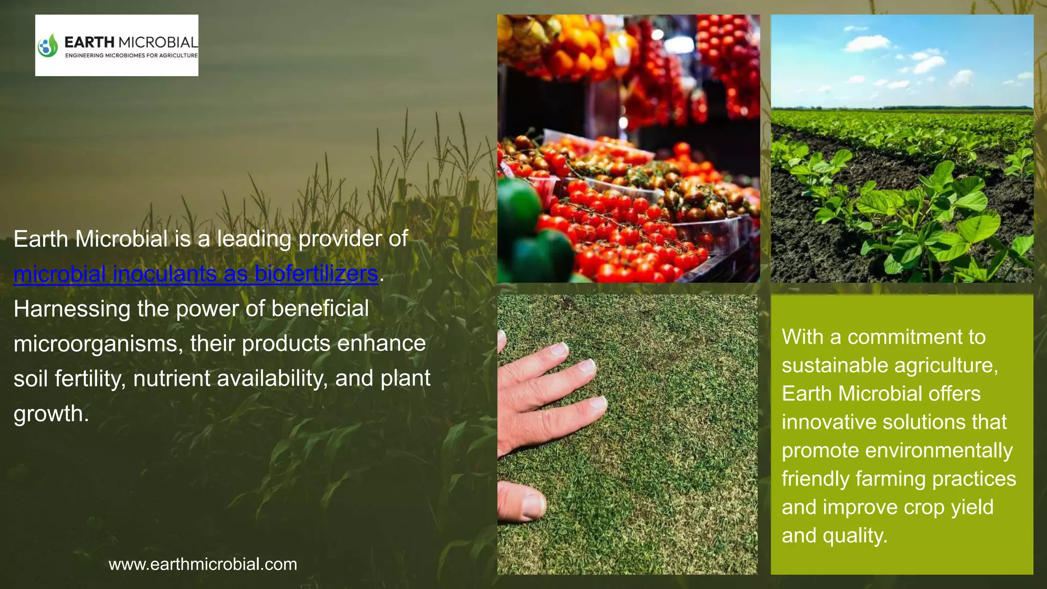 Harnessing The Power Of Microbial Inoculants As Biofertilizers Pptx