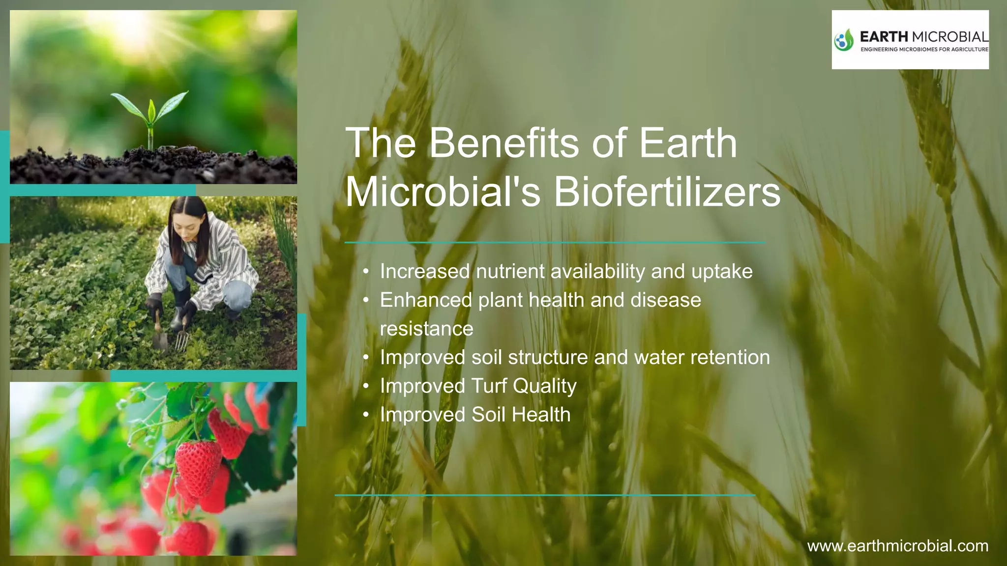 Harnessing the Power of Microbial Inoculants as Biofertilizers.pptx