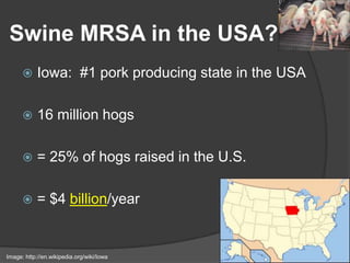 Prevalence of methicillin-resistant Staphylococcus aureus (MRSA) in ...