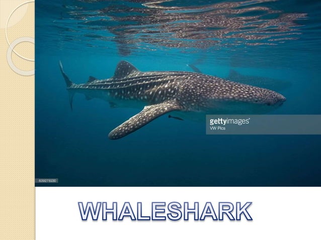 Harpoon fishing method | PPTX