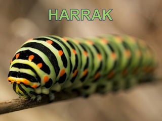 Harrak (1) | PPT