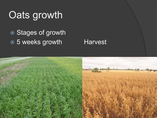 Harris lloyd oats journey | PPT