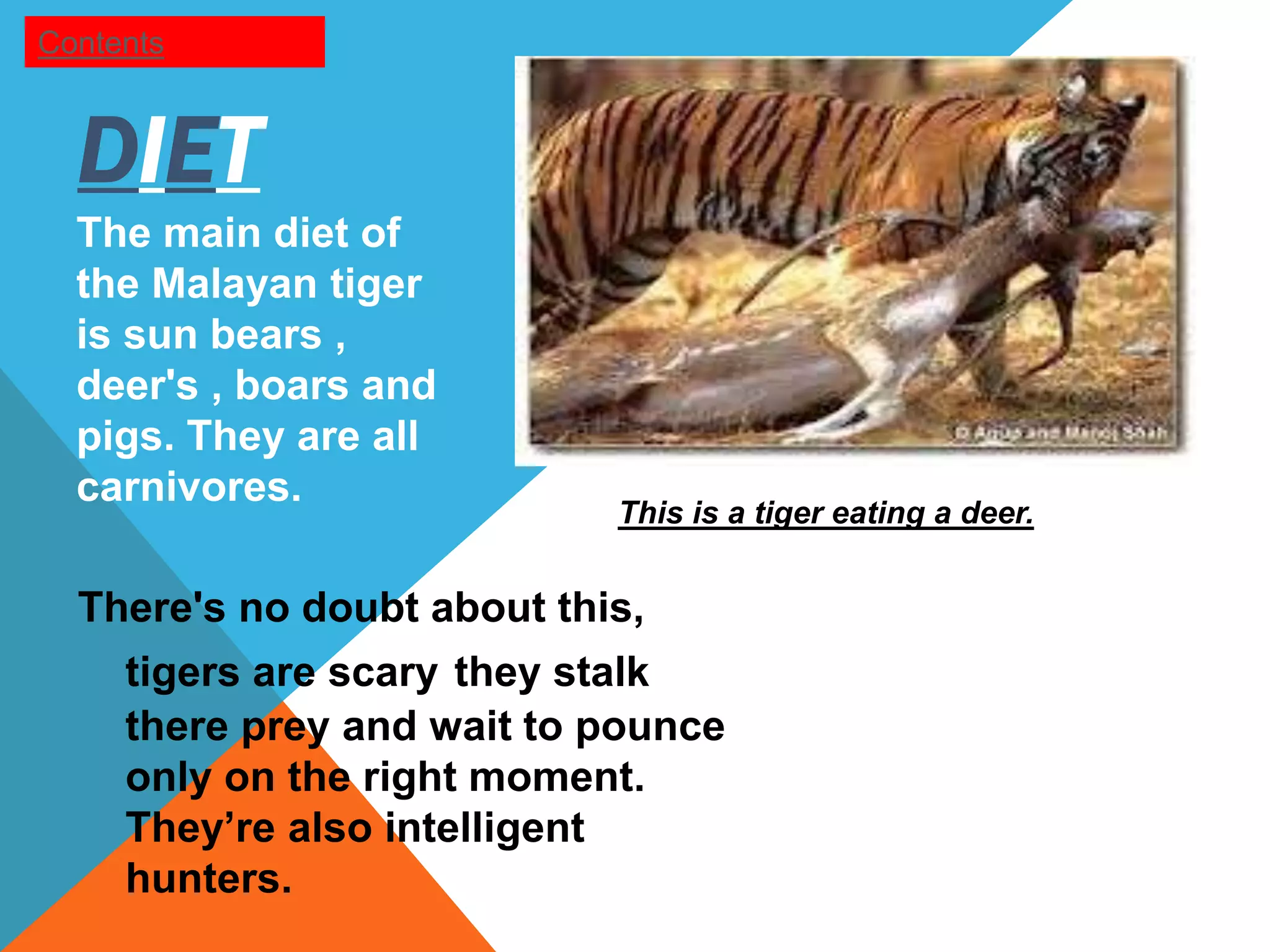 Malayan Tiger | PPTX