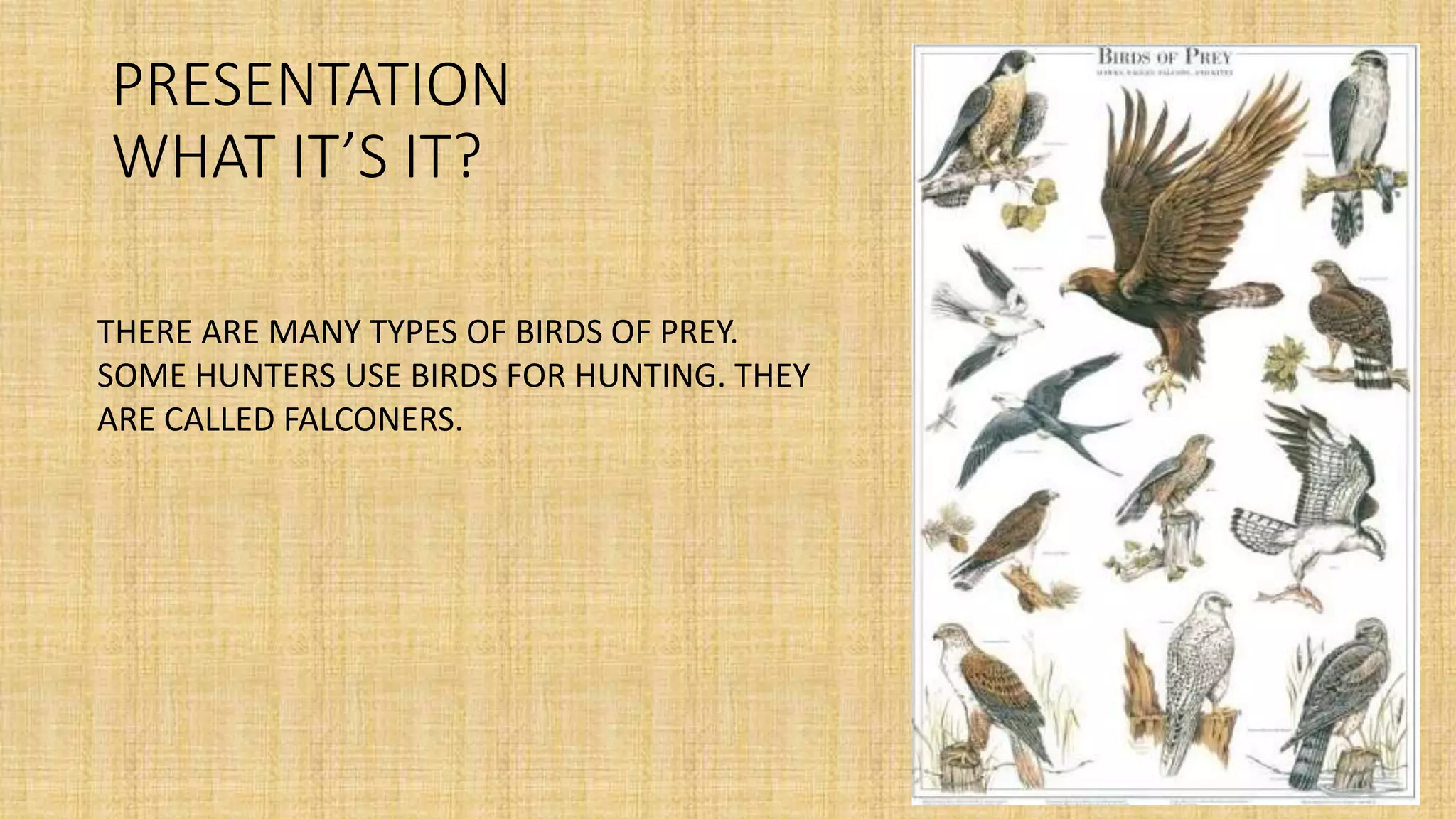 Harry’s hawk BY PABLO SALAS | PPT