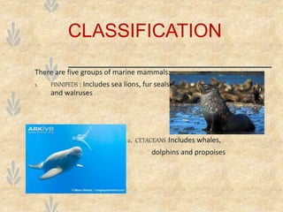 Endangerd marine mammals and sea birds | PPTX