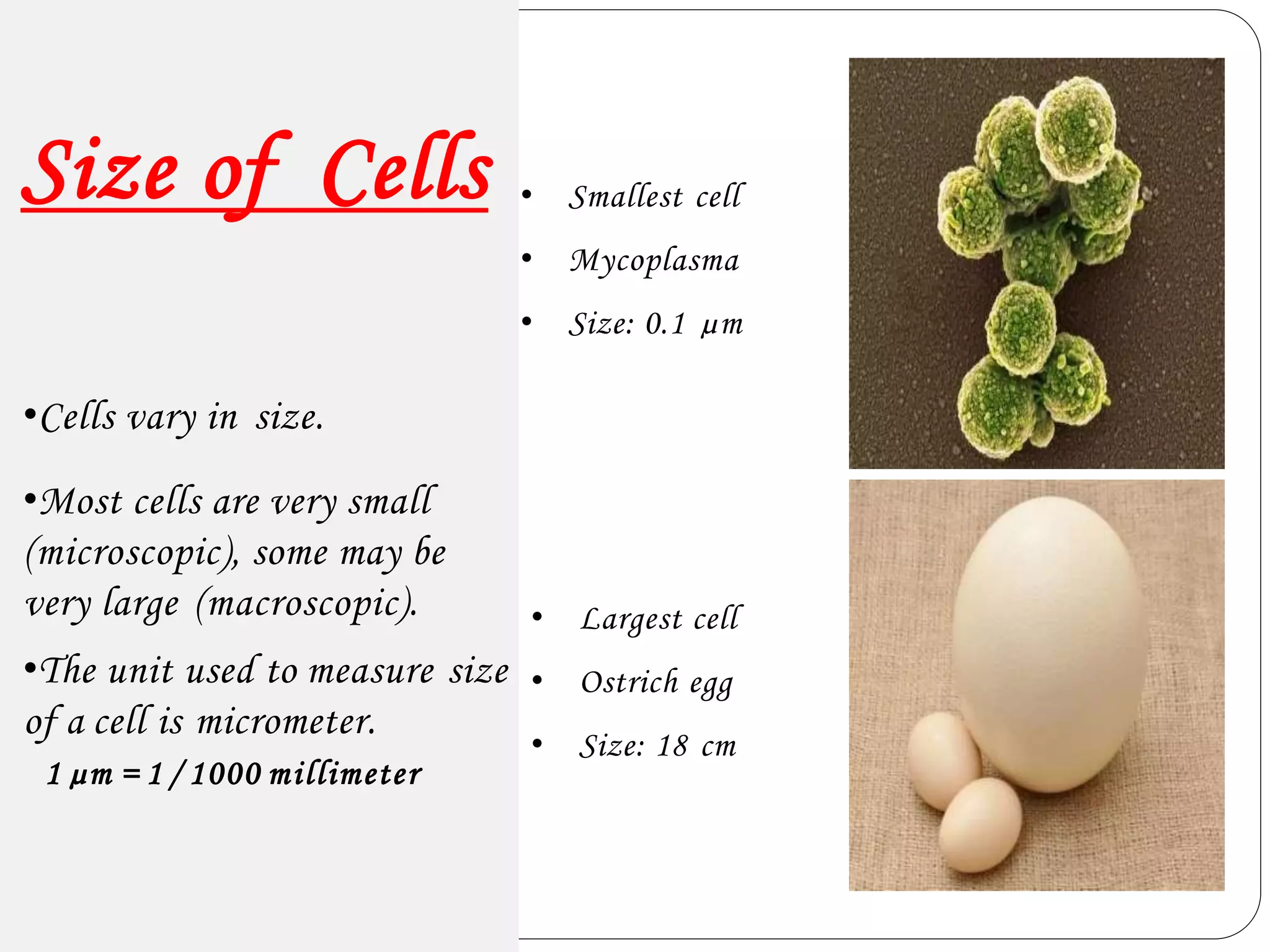 Harsh billore (cell the functional unit of life & cellular organisation ...