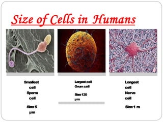 Harsh billore (cell the functional unit of life & cellular organisation ...