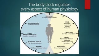CIRCADIAN RHYTHMS | PPTX