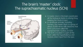 CIRCADIAN RHYTHMS | PPTX