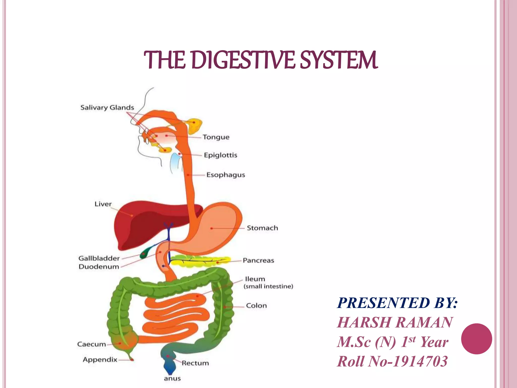 Anatomy and physiology of GI system and Diagnostic techniques | PPTX