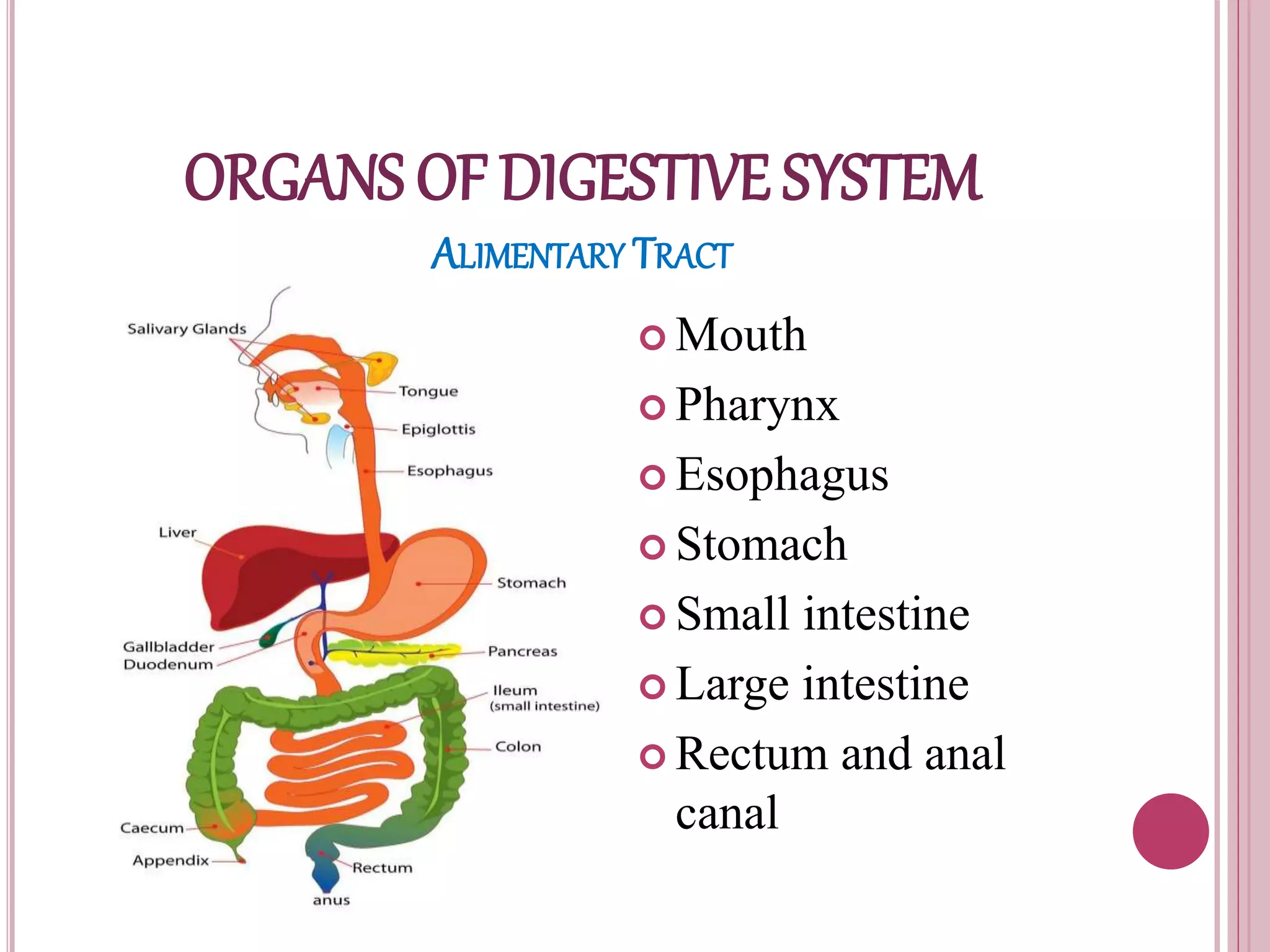 Anatomy and physiology of GI system and Diagnostic techniques | PPTX