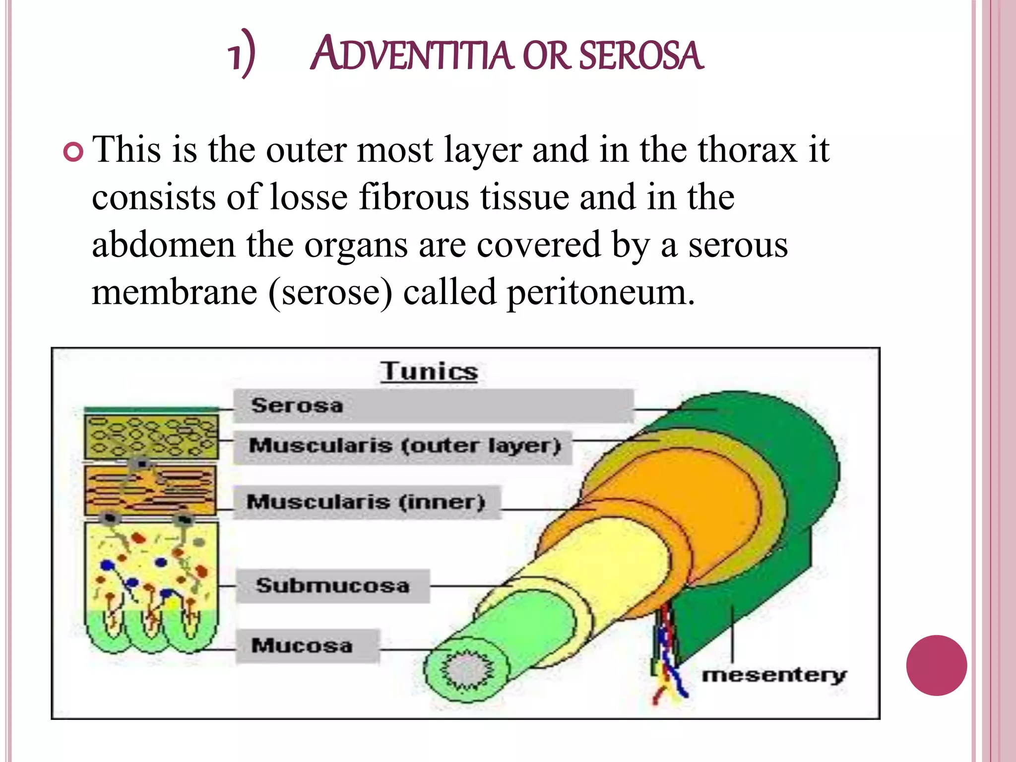 Anatomy and physiology of GI system and Diagnostic techniques | PPTX