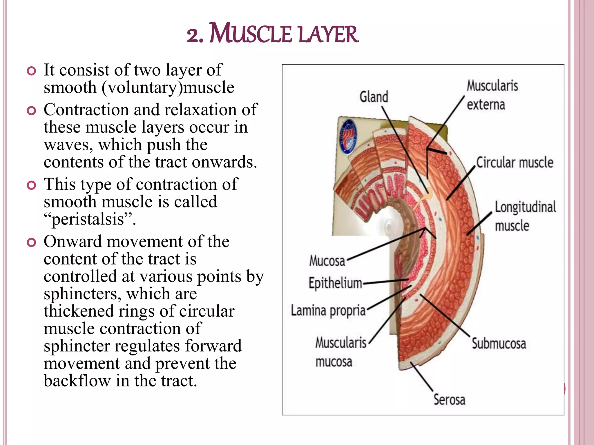Anatomy and physiology of GI system and Diagnostic techniques | PPTX