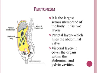 Anatomy and physiology of GI system and Diagnostic techniques | PPTX