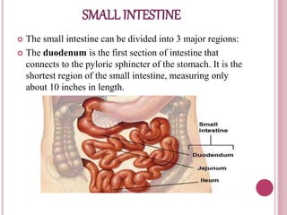 Anatomy and physiology of GI system and Diagnostic techniques | PPTX