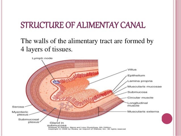 Generalized structure of human alimentary canal - Learning & Education ...