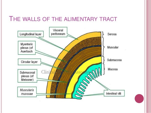 Anatomy and physiology of GI system and Diagnostic techniques