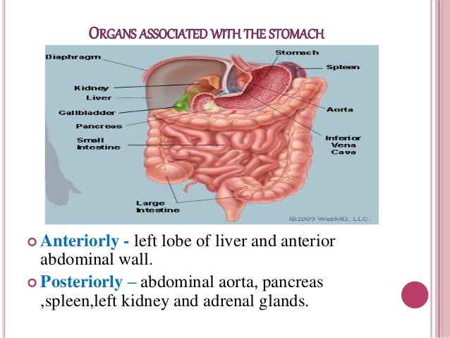 Anatomy and physiology of GI system and Diagnostic techniques