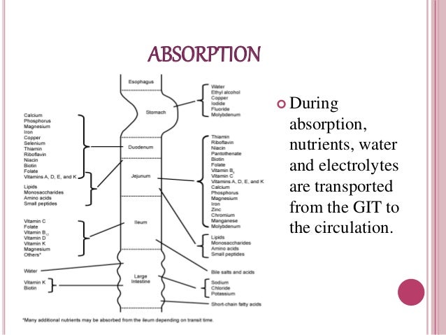 Anatomy and physiology of GI system and Diagnostic techniques