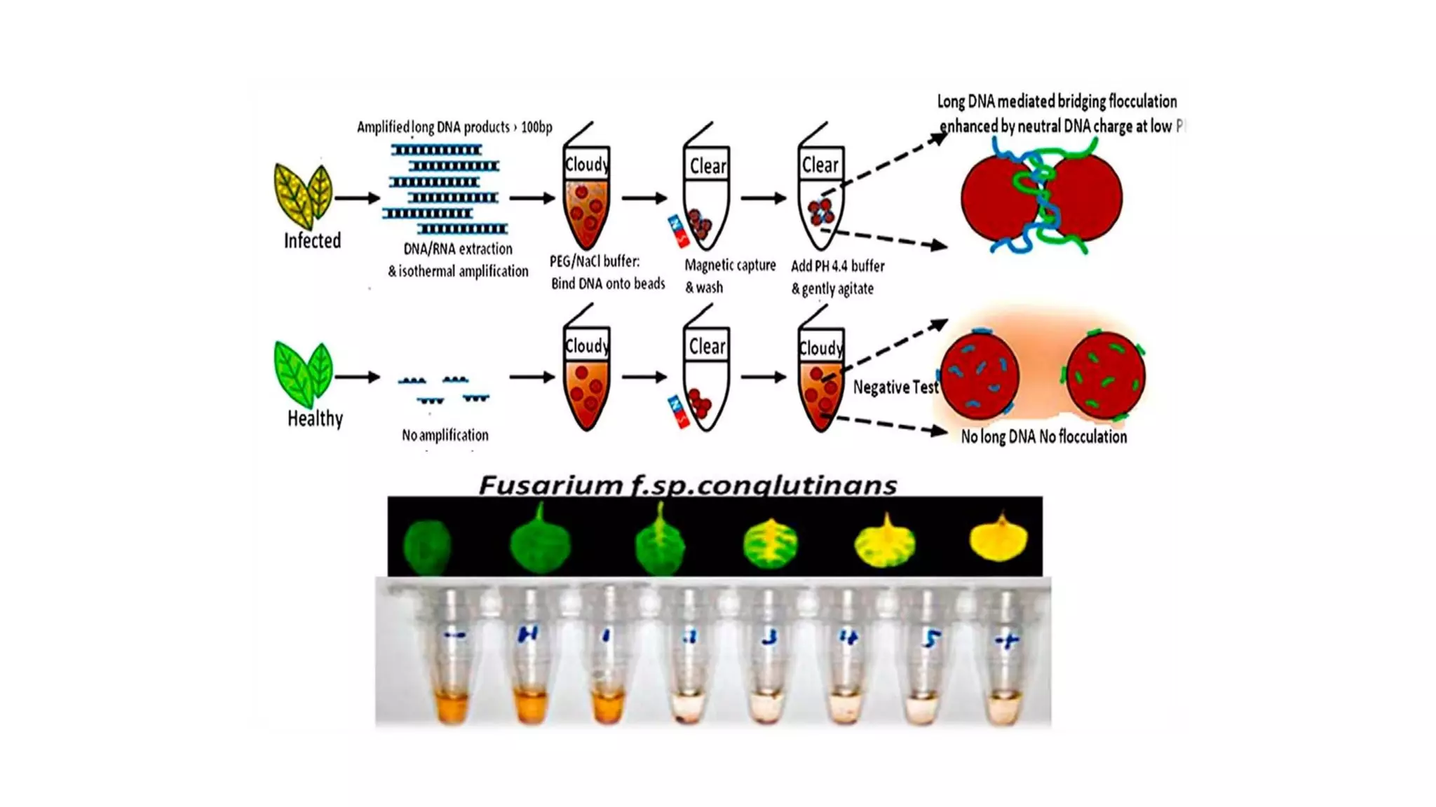 Biosensors in plant pathogen detection | PDF