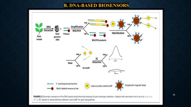 Biosensors in plant pathogen detection | PDF | Chemistry | Science