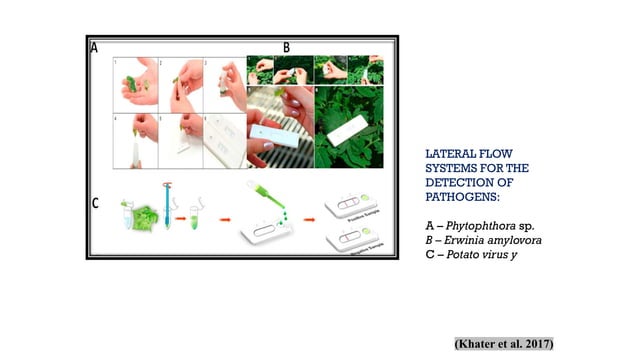 Biosensors in plant pathogen detection | PDF | Chemistry | Science