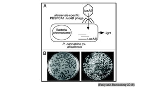 Biosensors in plant pathogen detection | PDF