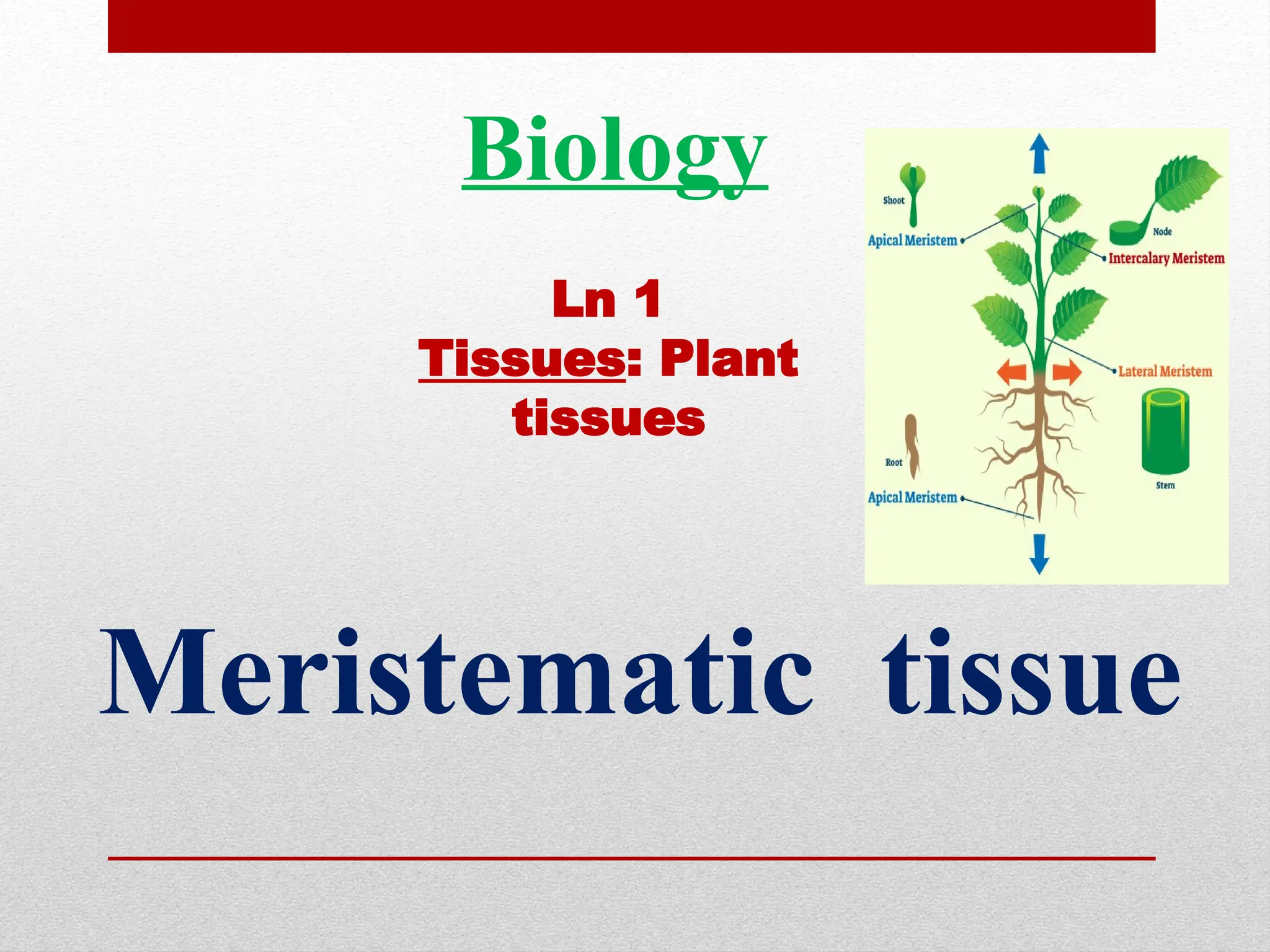 Harshith H K Biology Ln 1 Meristematic tissue.pptx