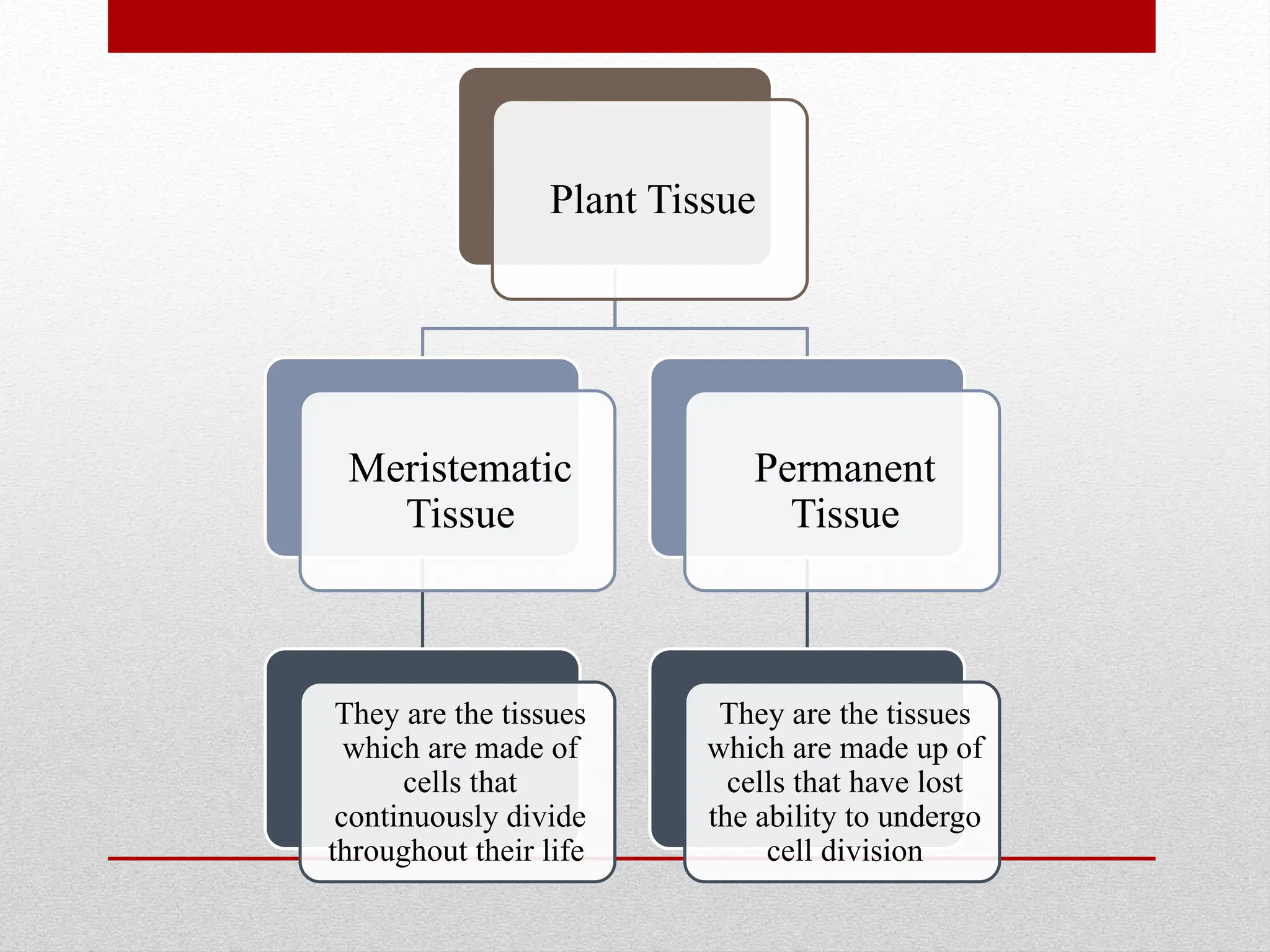 Harshith H K Biology Ln 1 Meristematic tissue.pptx