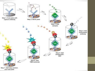 Enzyme Linked Immunosorbent Assay (ELISA) | PPTX | Chemistry | Science