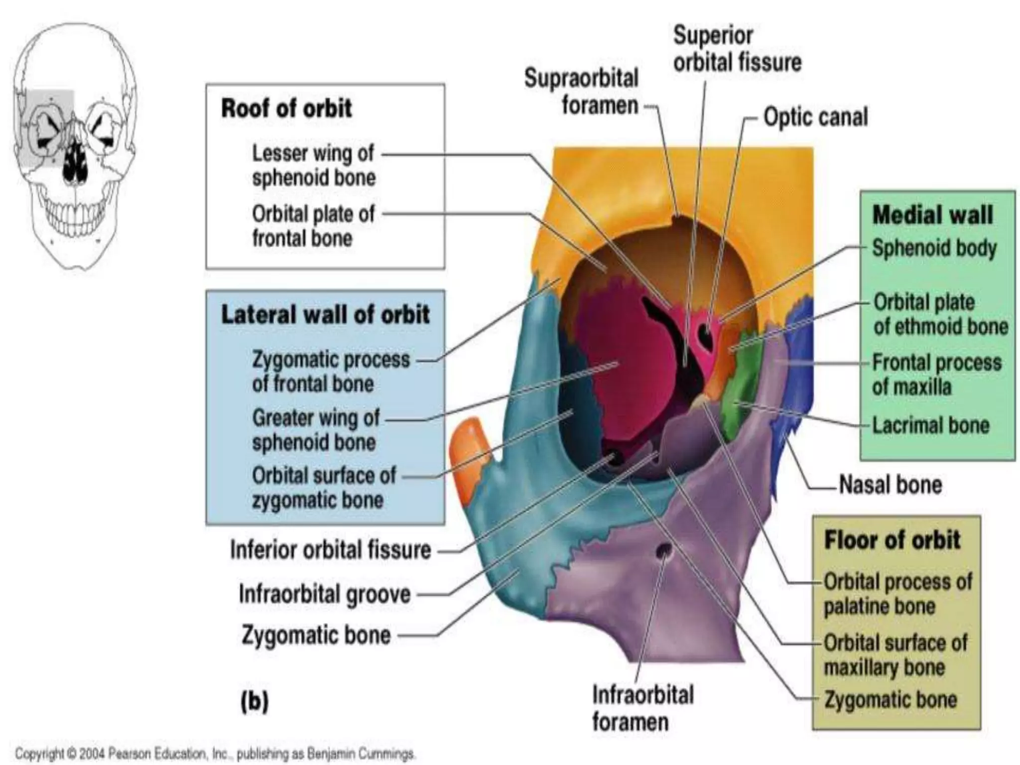 ORBITAL TUMOR | PPTX