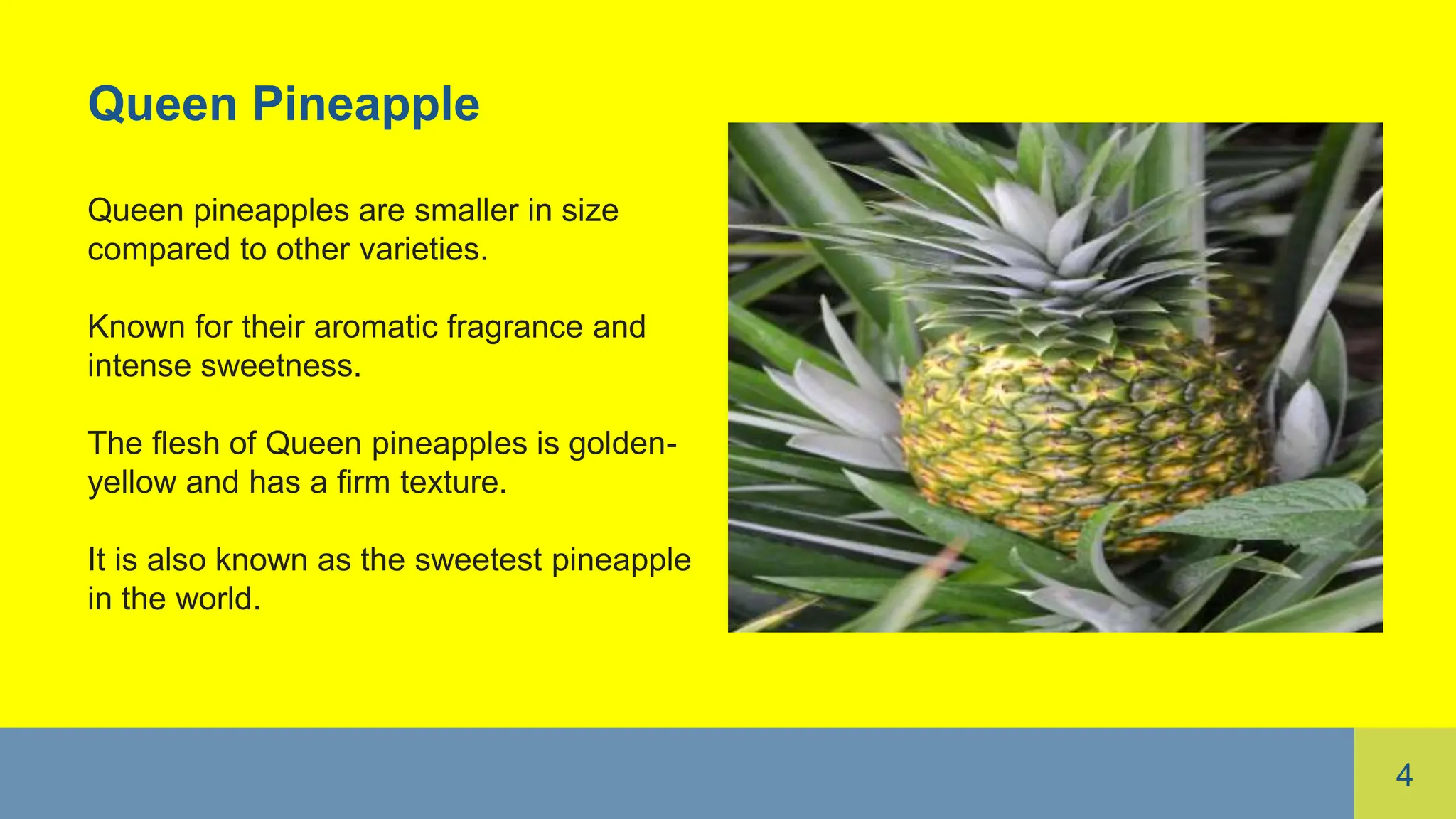Varietal classification of pineapple .ppt