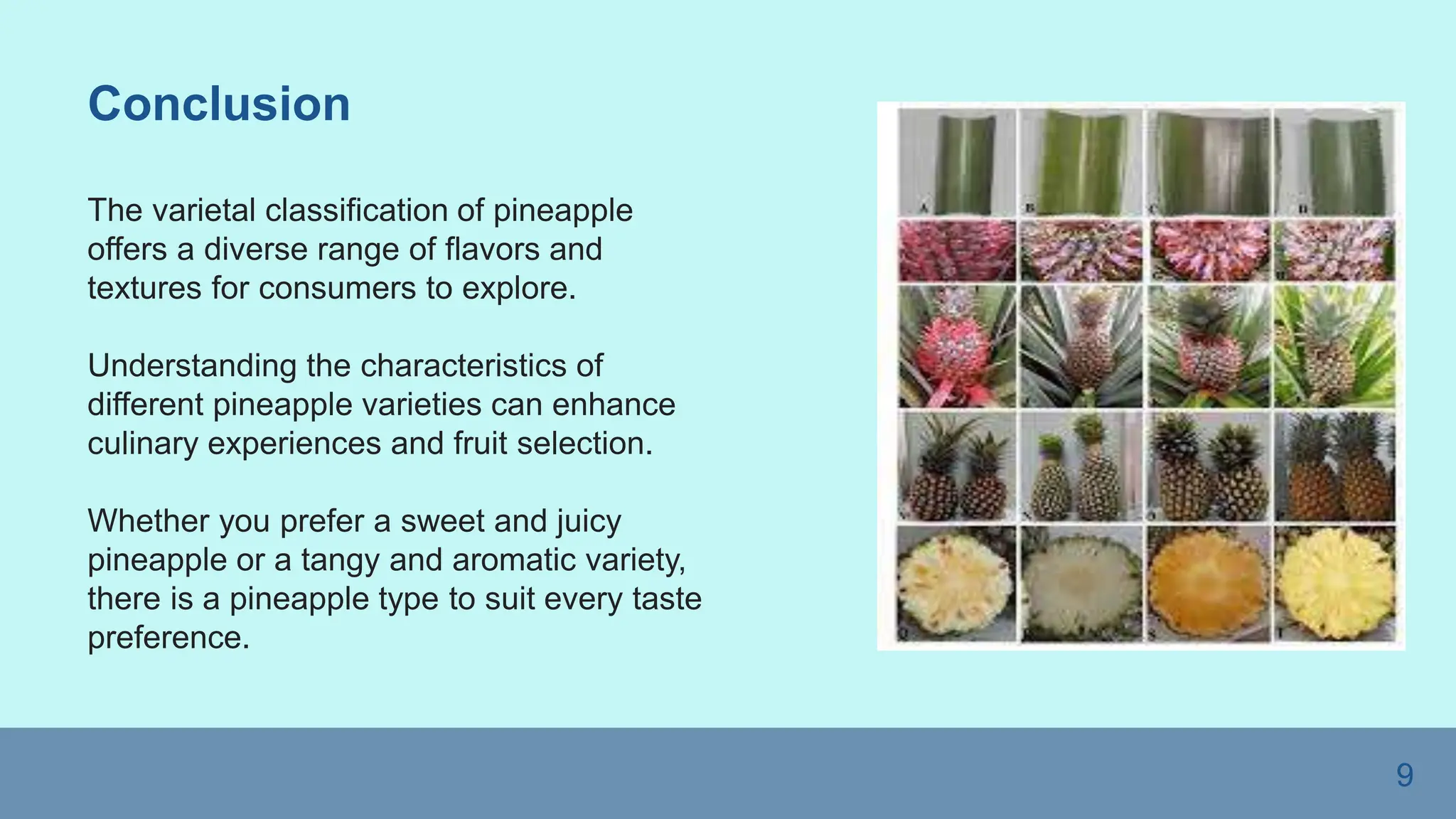 Varietal classification of pineapple .ppt