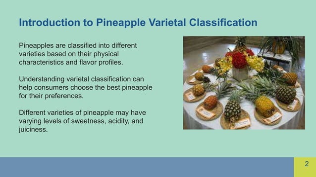Varietal classification of pineapple .ppt