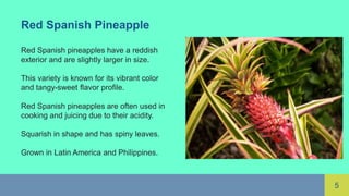 Varietal classification of pineapple .ppt