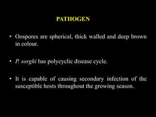 Downy Mildew of Sorghum | PPTX | Agriculture | Industries