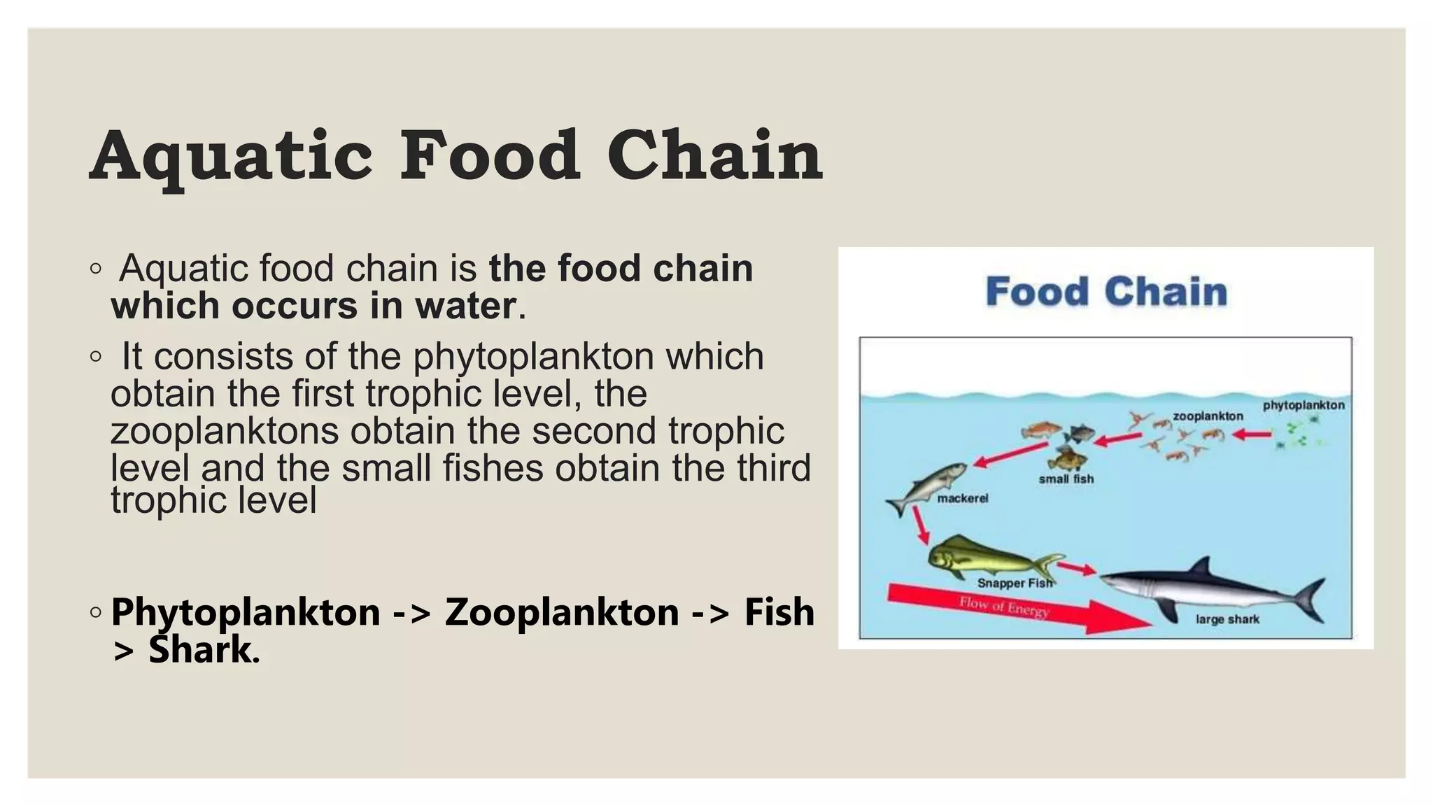 Food Chain And Food Web | PPTX