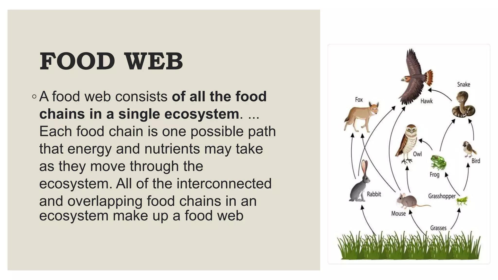Food Chain And Food Web | PPTX